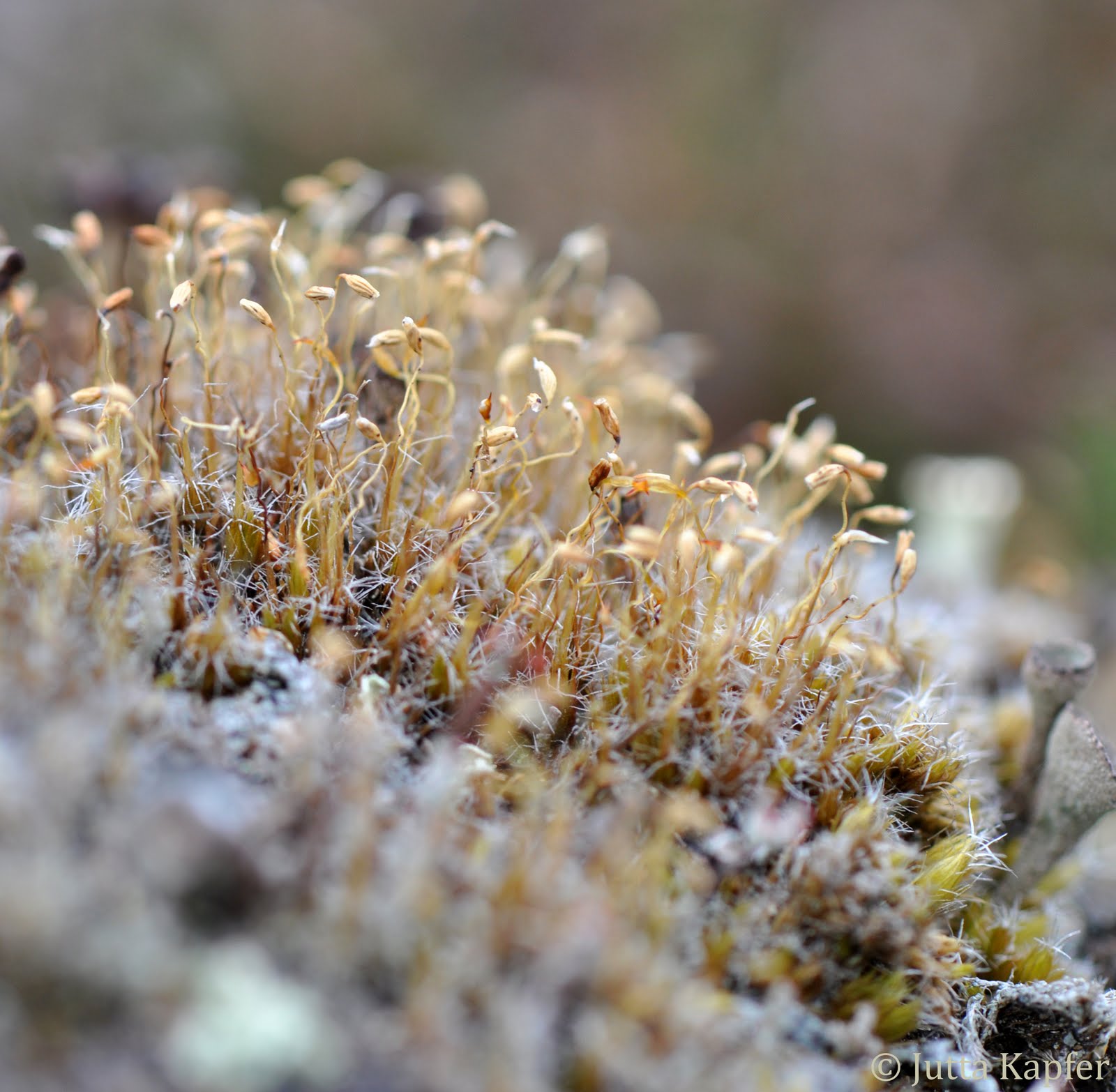 Bryophytes of Central and Northern Europe: Campylopus introflexus
