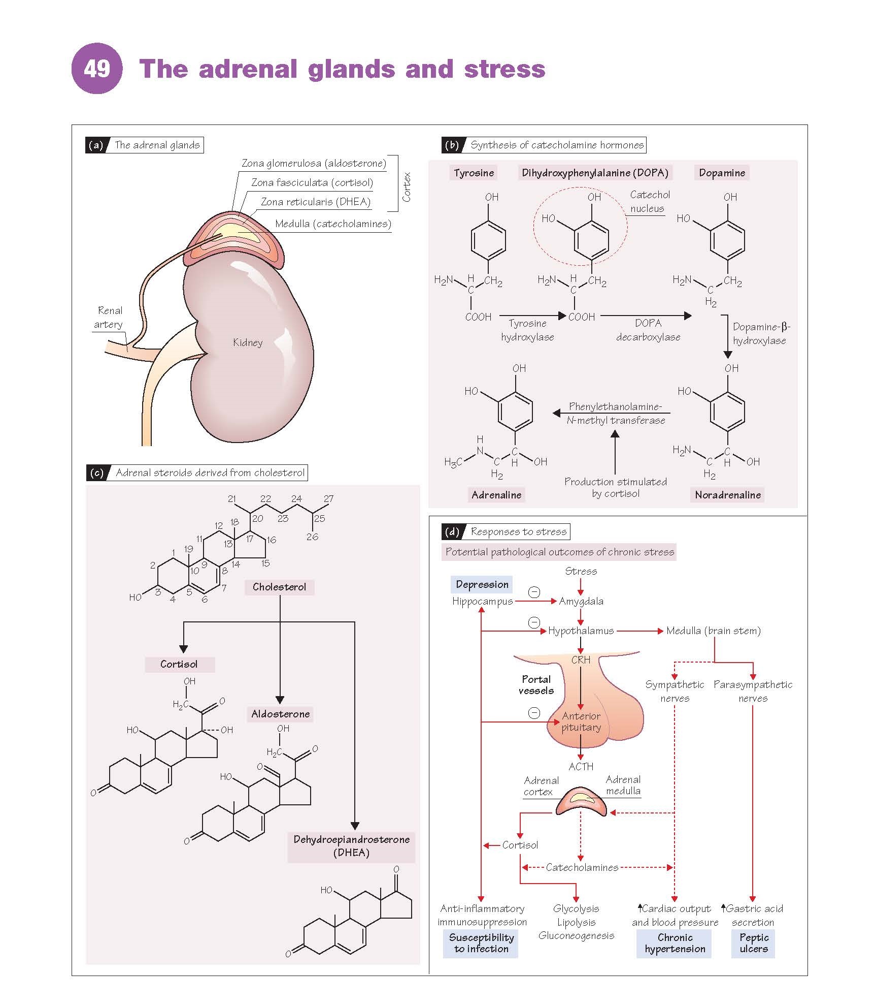 The Adrenal Glands And Stress - pediagenosis
