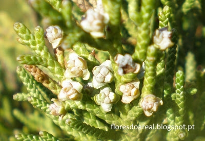 Plantas e Flores do Areal: JUNIPERUS phoenicea