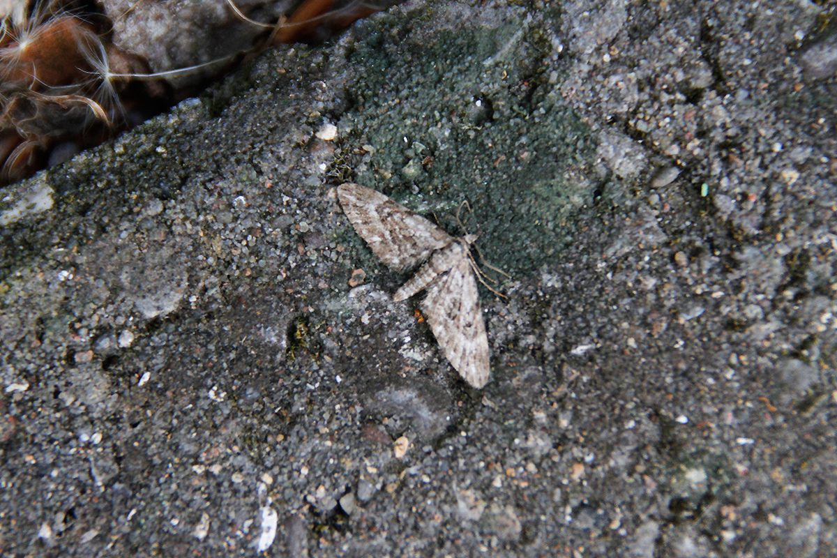 The Garden Moth Challenge: Moth Bloggage from North Cumbria
