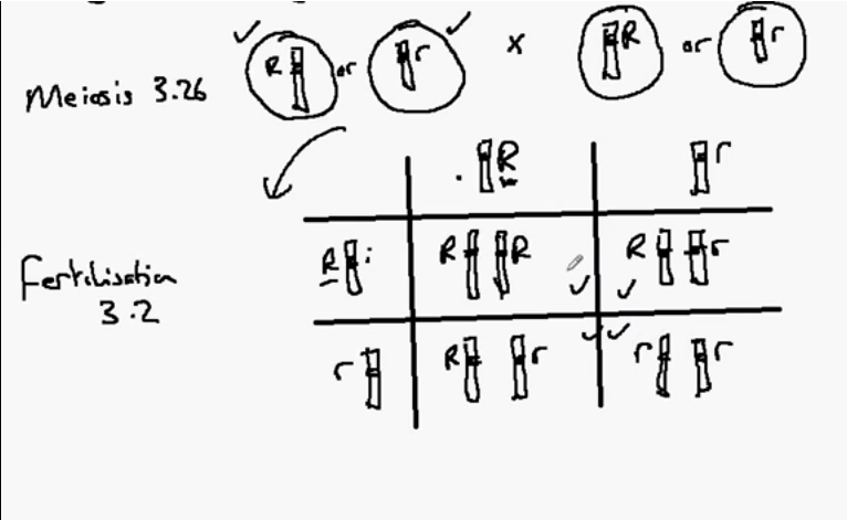Biology: 3.19b F1 x F1 Cross