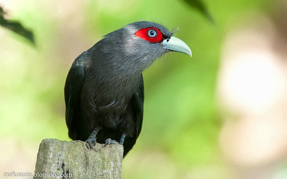 Malkoha - JungleKey.in Image