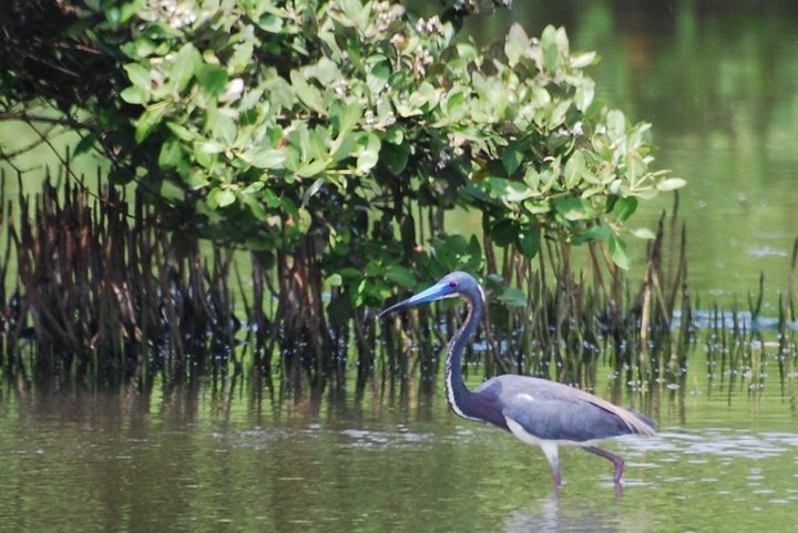AVES DE VENEZUELA Y EL MUNDO pedro romero ramos: Garza, Azul.