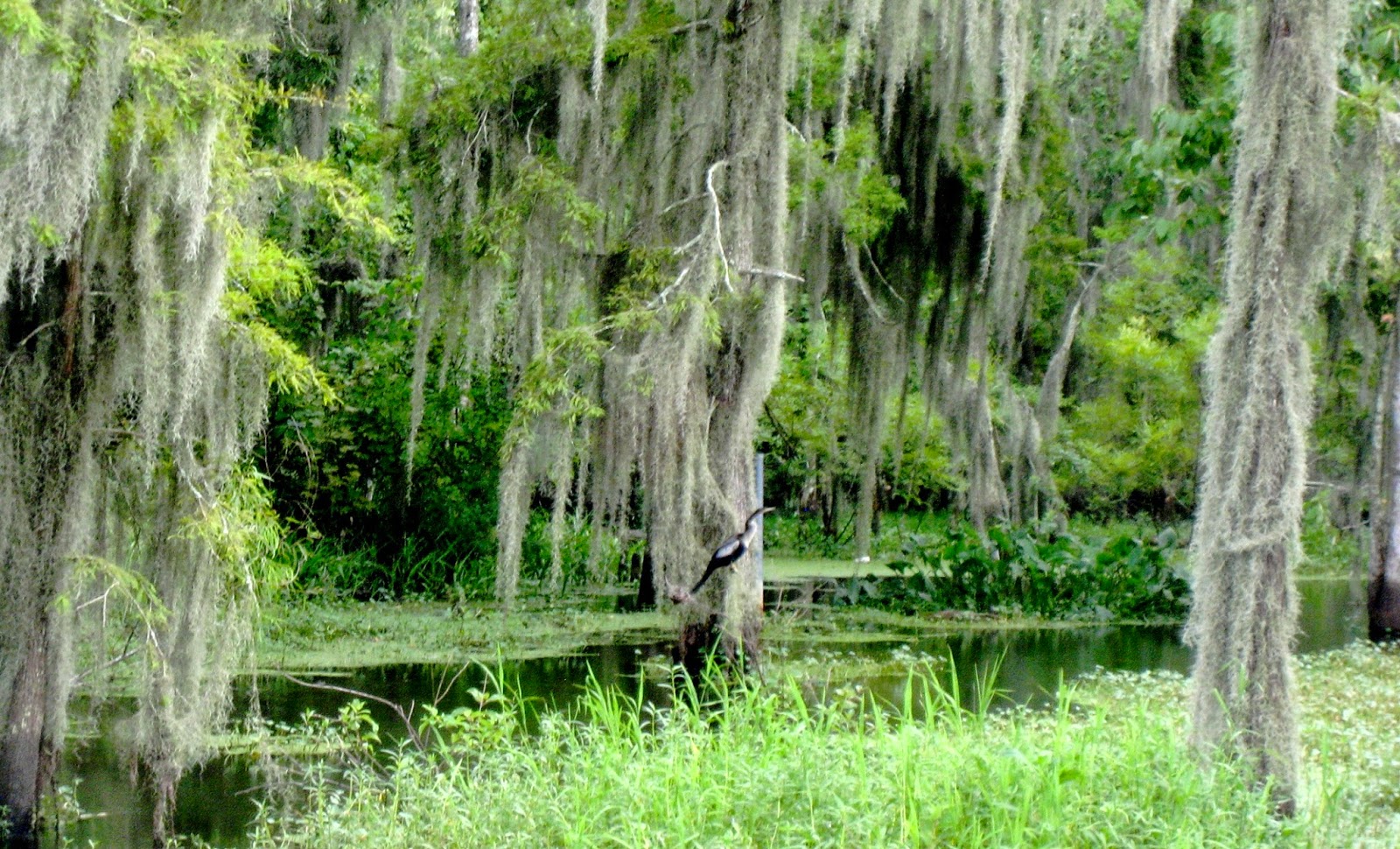 Living Rootless: Bayou Corne, Louisiana: A Bird