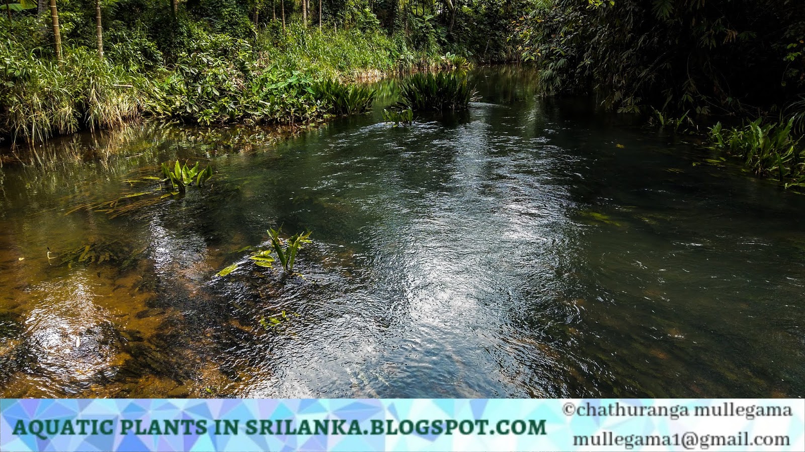 APONOGETON RIGIDIFOLIUS