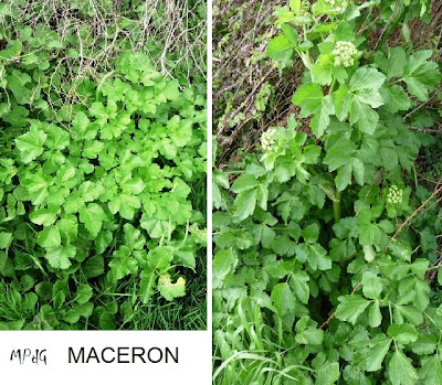 belles, sauvages et plus: différences entre égopode et maceron, photos ...