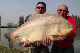 Big Fishes of the World: PACU (Piaractus mesopotamicus)