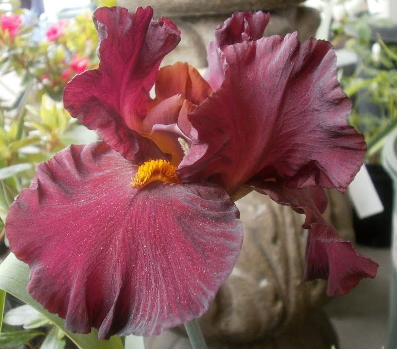 Plants are the Strangest People: Pretty pictures: Iris cvv.