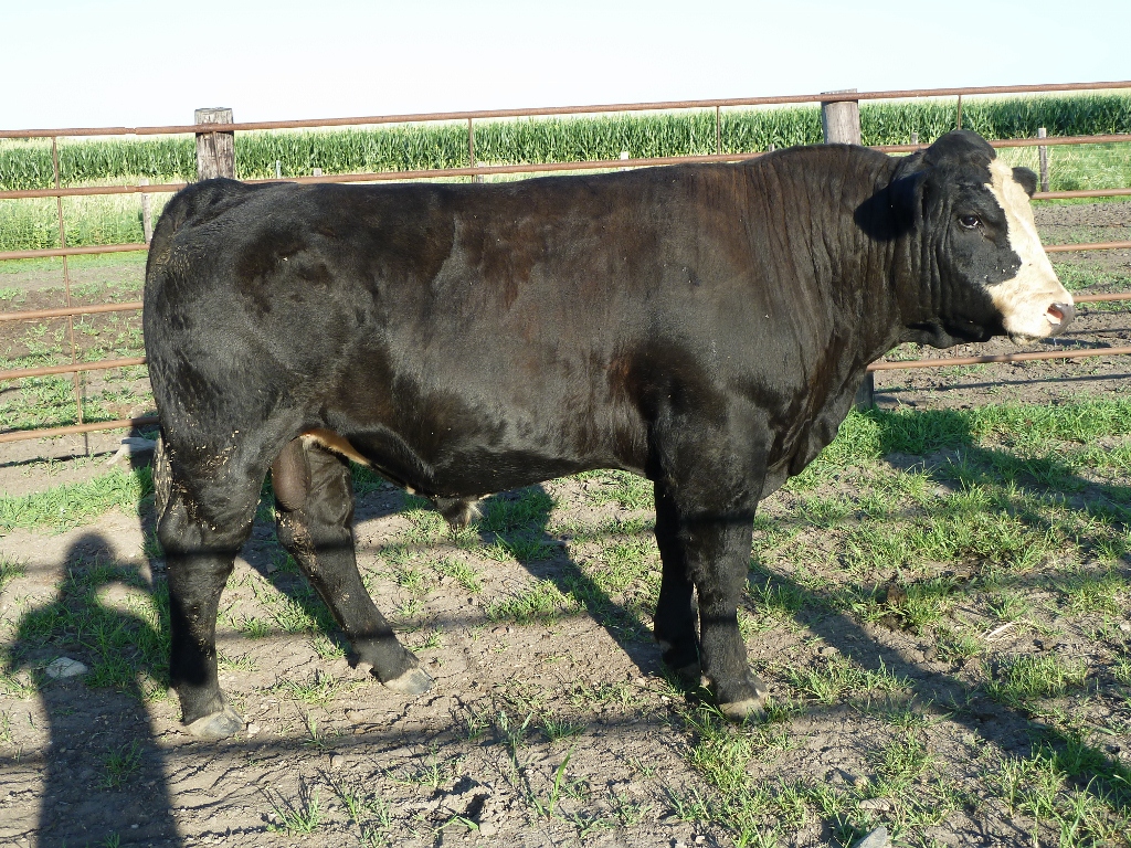Holtkamp Cattle Co: Half blood Simmental bull For Sale.