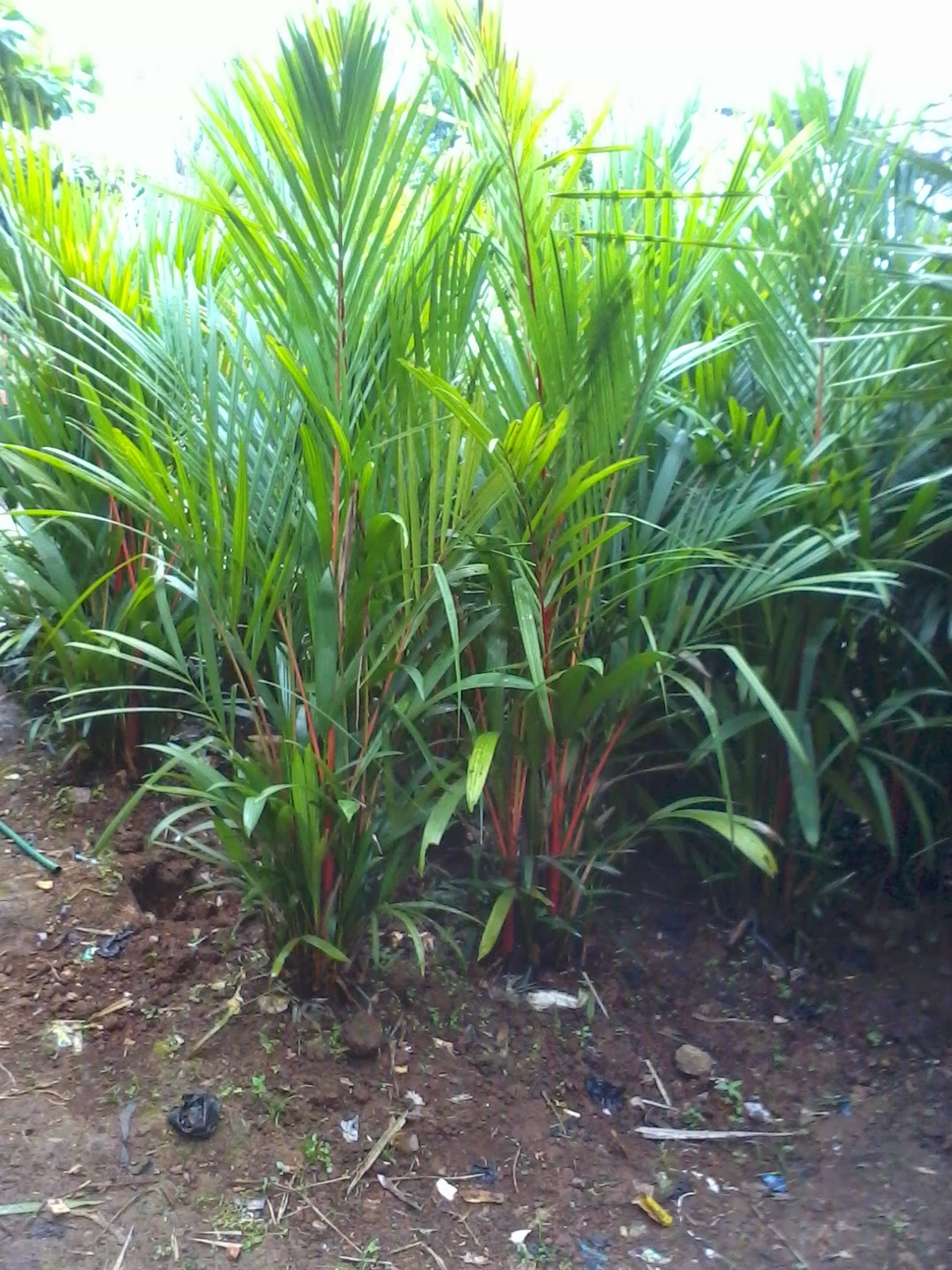 JUAL PALEM MERAH | PINANG MERAH MURAH ~ TUKANG TAMAN