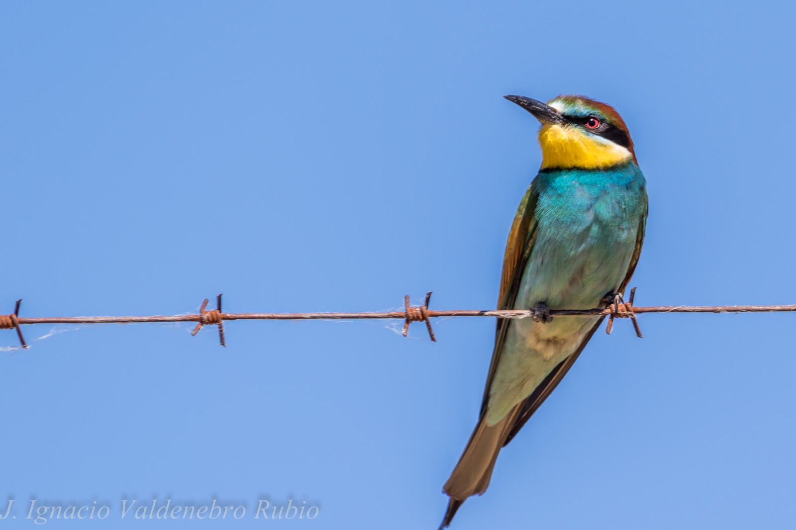 DocNatureBlog: El pájaro más colorido de nuestro entorno. Abejaruco ...
