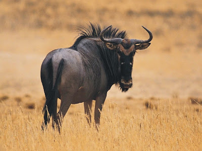 The Wildebeest | Interesting Animal All Amazing Facts | The Wildlife