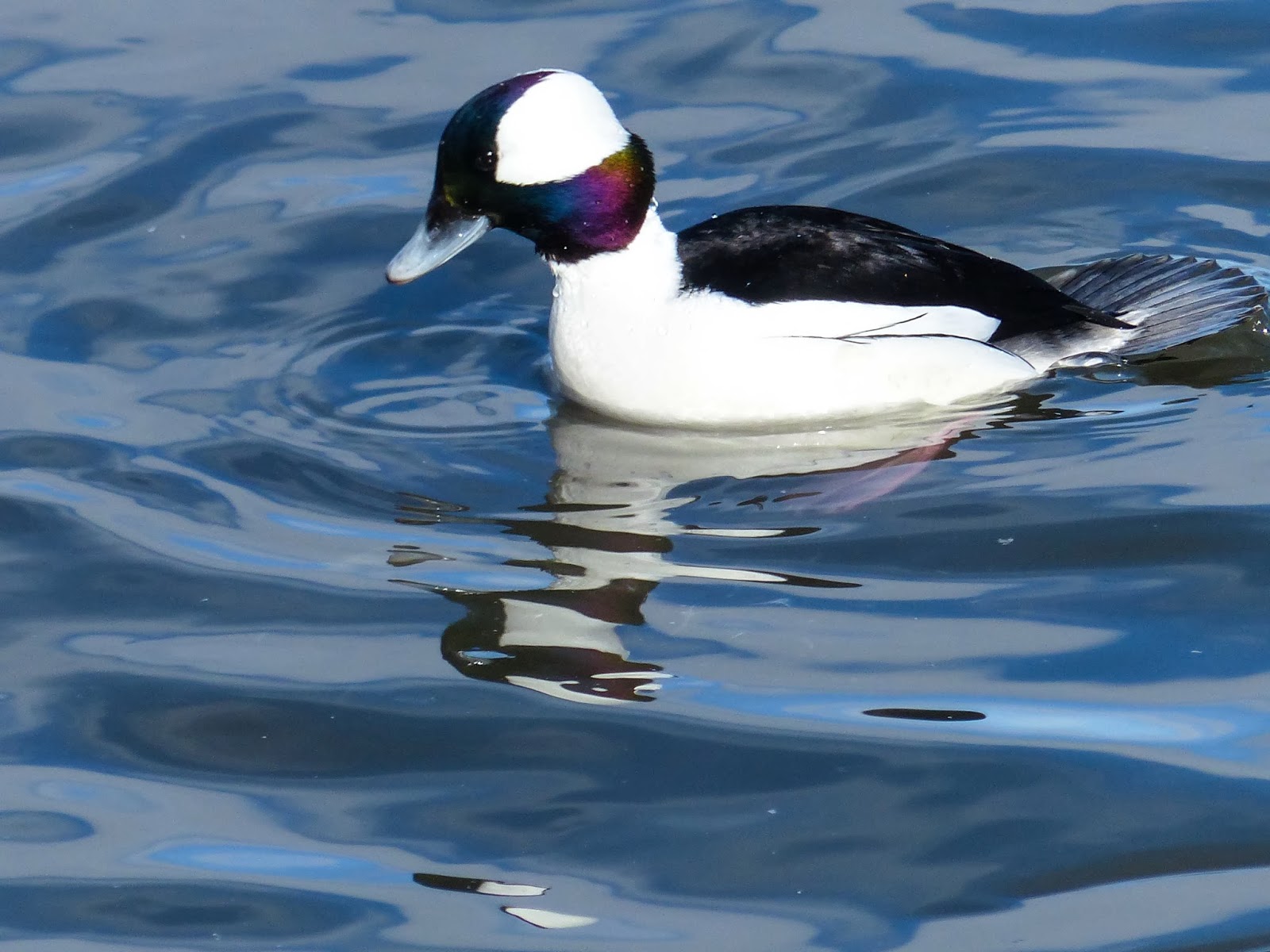 Gale's Photo and Birding Blog: Bufflehead Duck