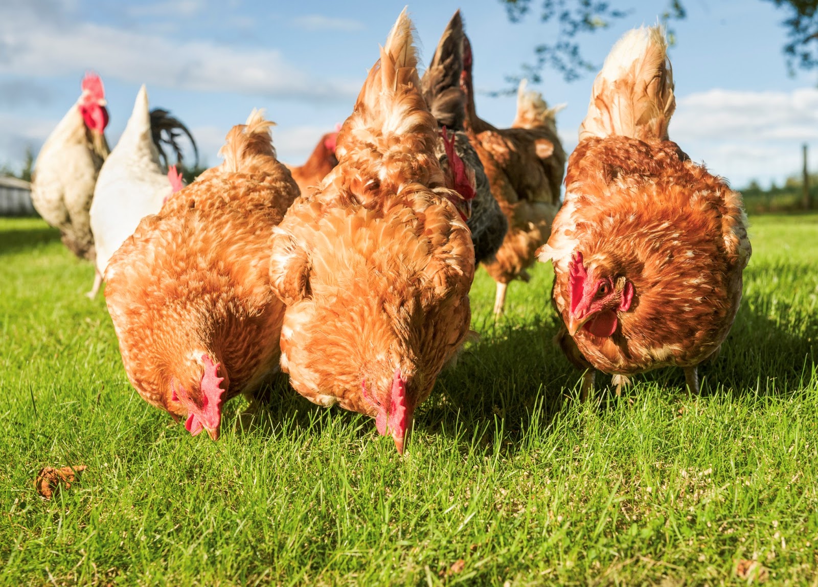 An Overview Of Small Scale Poultry Farming Systems an-overview-of-small-scale-poultry-farming-systems