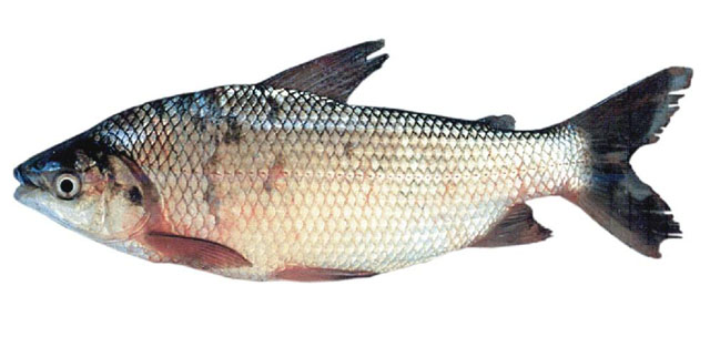 Mundo da Pescaria: Catálogo de Peixes - Curimbatá