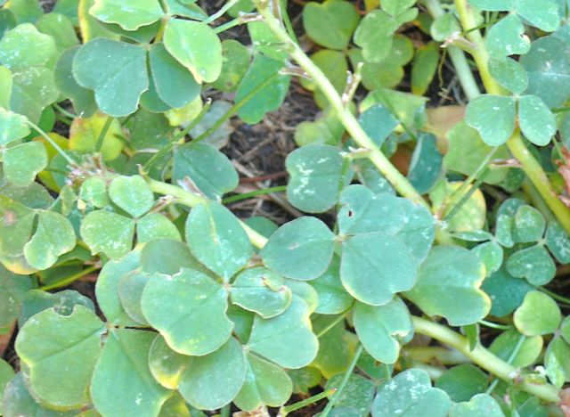 The Food Garden Group Blog: All about Oca