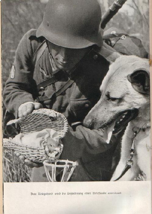 NAZI JERMAN: Foto Burung (Vogel) Nazi Jerman