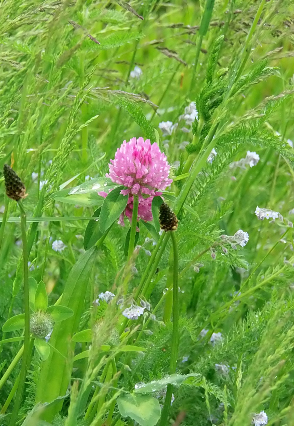 Les~photos~de~Floralie : Un petit suivi pour ces belles des champs