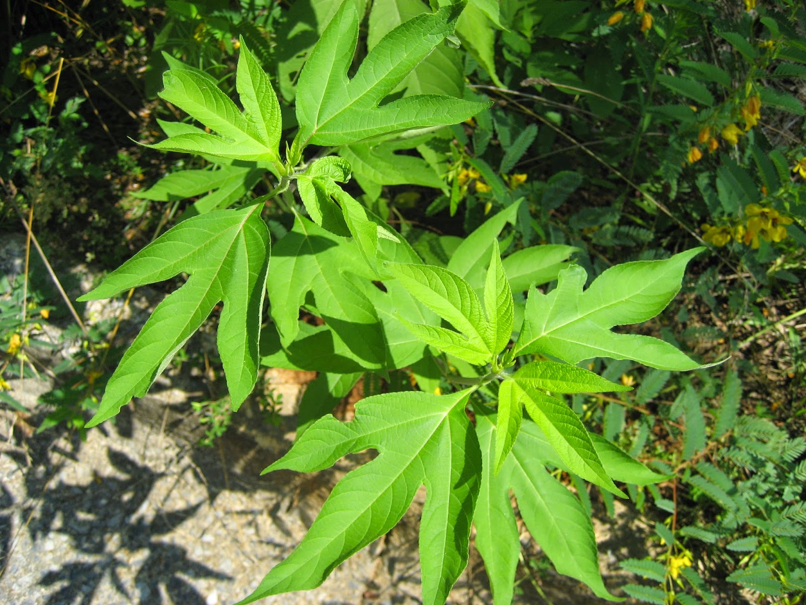 Discovering His Creation: Giant Ragweed (Ambrosia trifida)