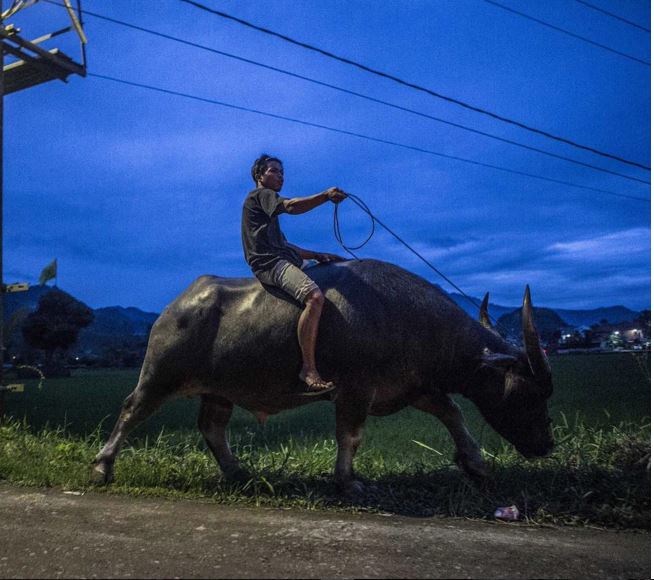People ride horses. That looks a lot stronger! | The amazing world of ...