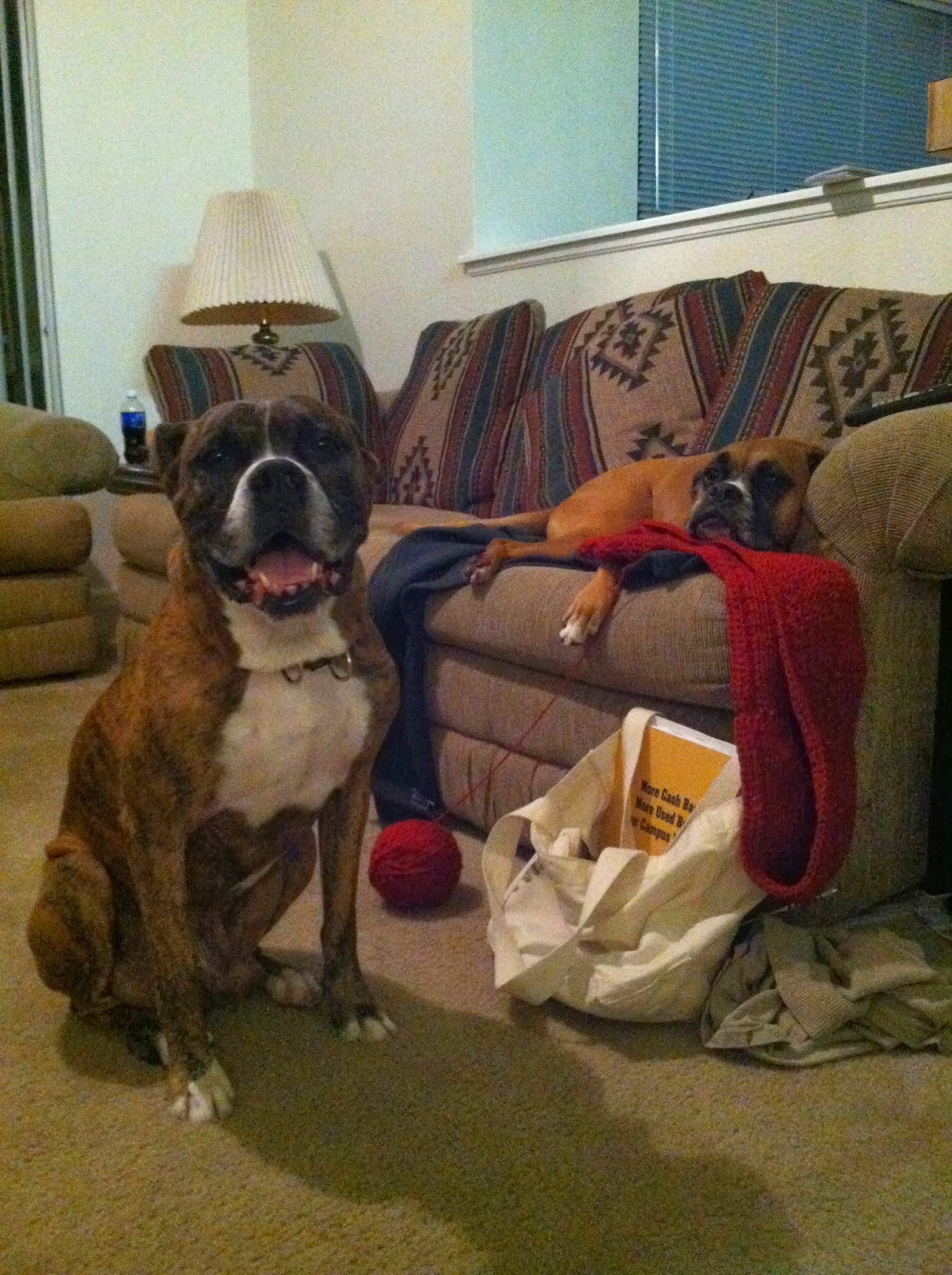 Second Chance Boxer Rescue Florida