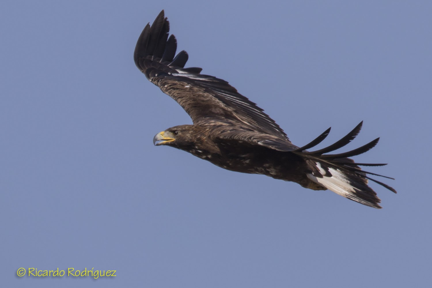 Aves Ricardo Rodriguez: Águila real (Aquila chrysaetos) en Navarra.