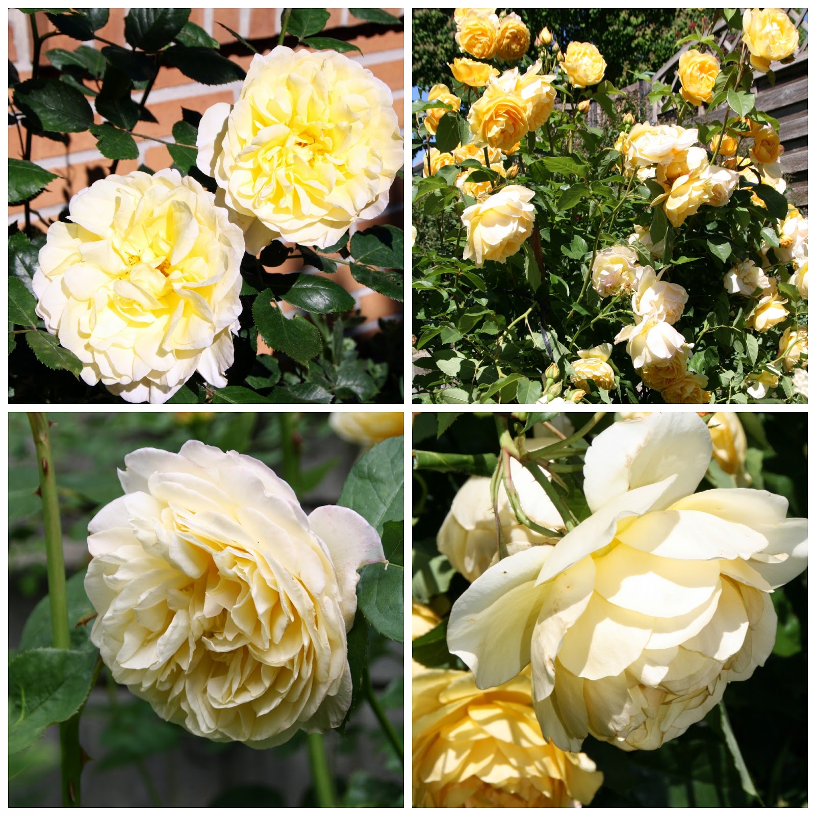 Frk. Anemone: GULT i haven - En hyldest - PART II