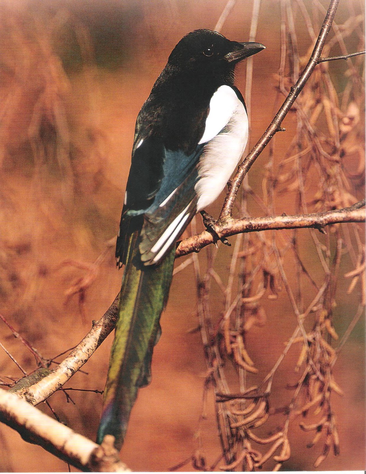 Zoológico Virtual do Koba: Pega Rabuda