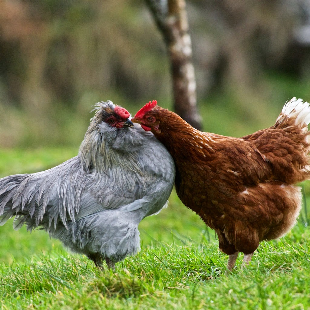 Treshnish Farm: The definition of 'hen-pecked'