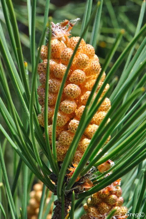 Flora Silvestre de Murcia: Pinus pinaster