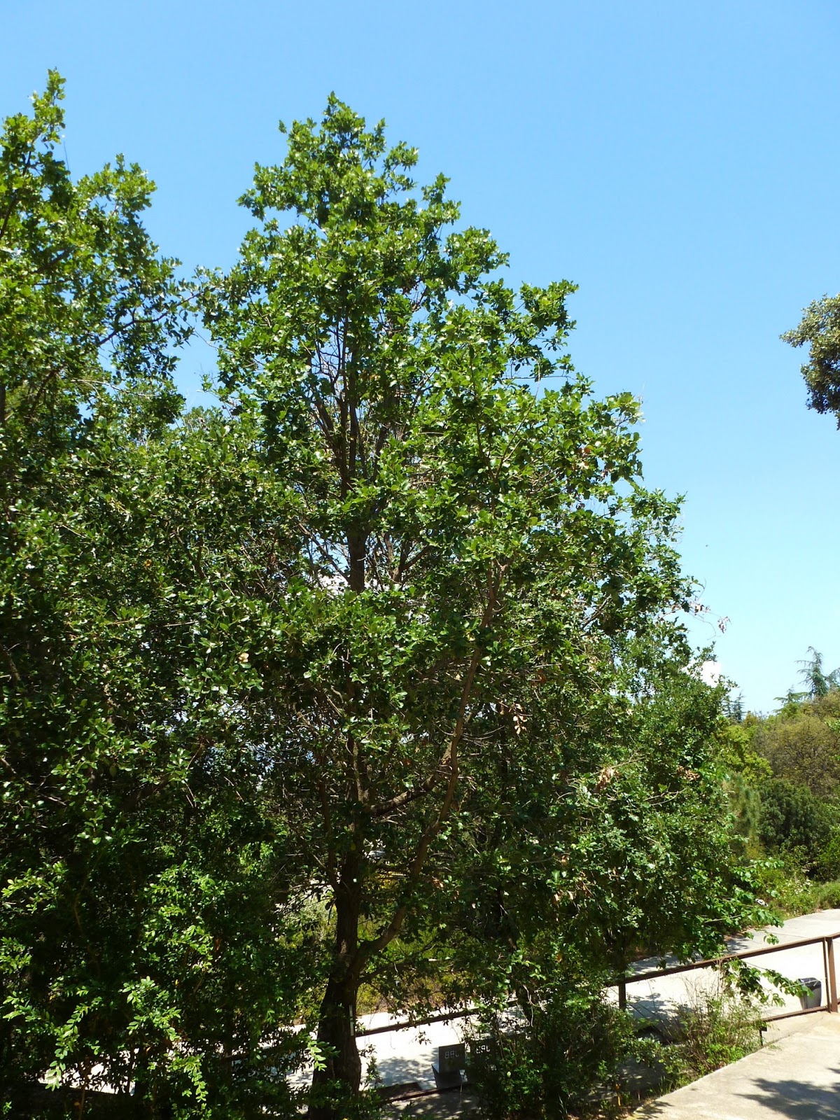 Árboles con alma: Quejigo, Rebollo, Roble carrasqueño, Roble Valenciano ...
