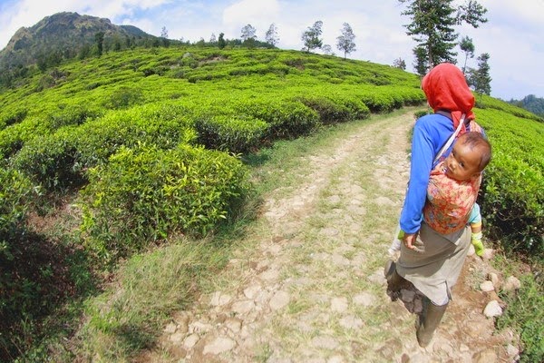 Mazter Q: Cara Memilih Pucuk Daun Teh yang Tepat