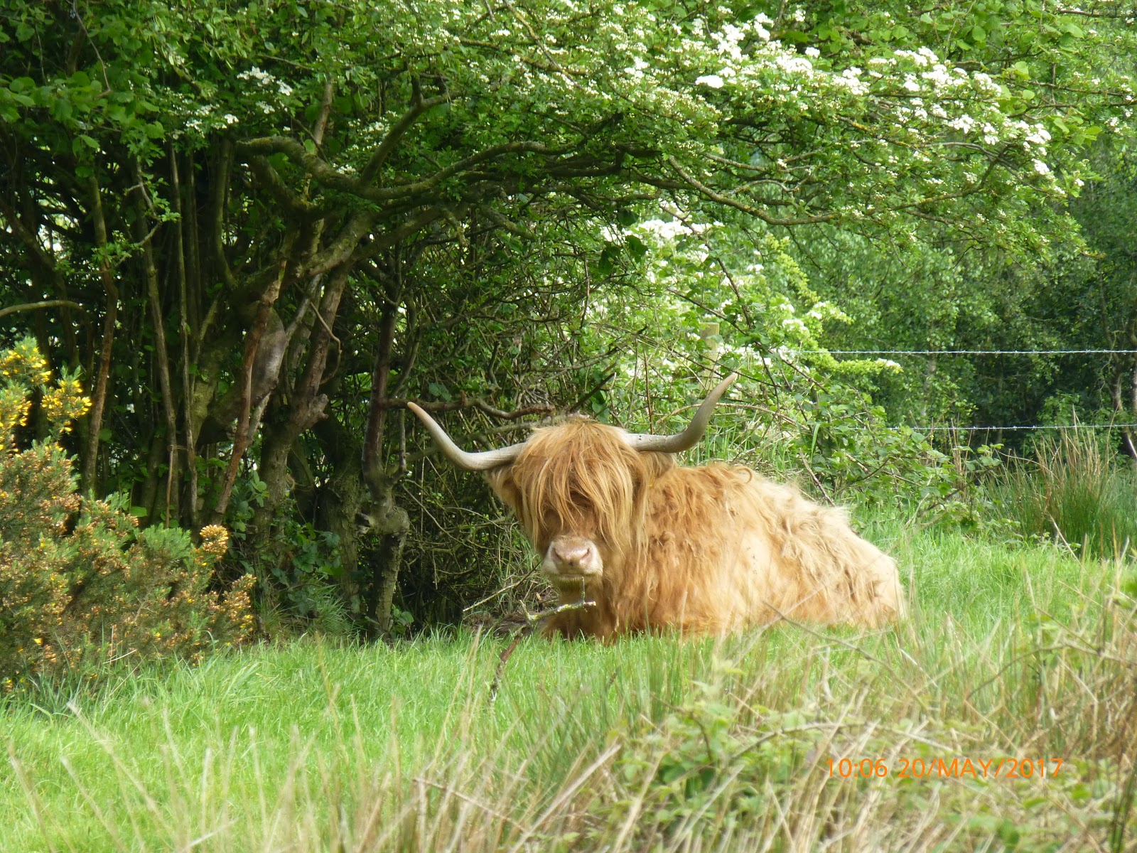 Harris Hikers: Congleton Edge and Mow Cop 20th May 2017