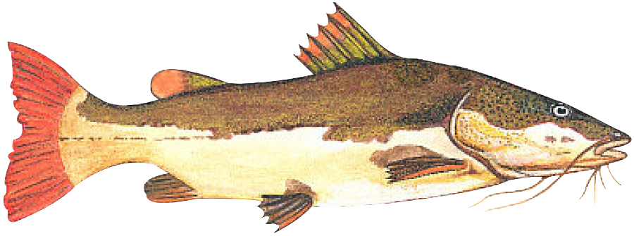 A Arte da Pesca: Peixes de Água Doce - Pirarara