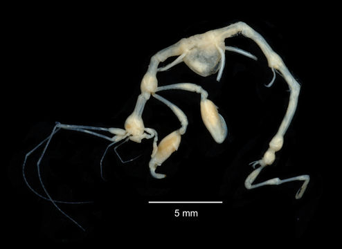 Caprellidae - Alchetron, The Free Social Encyclopedia