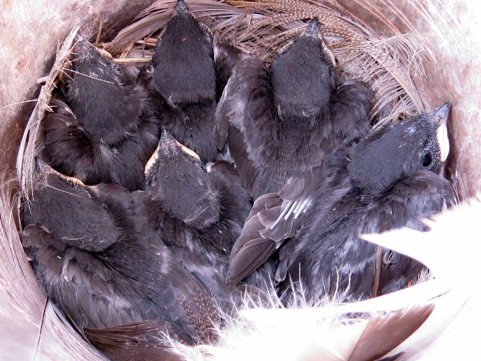 Penelopedia: Nature and Garden in Southern Minnesota: Bluebirds and ...