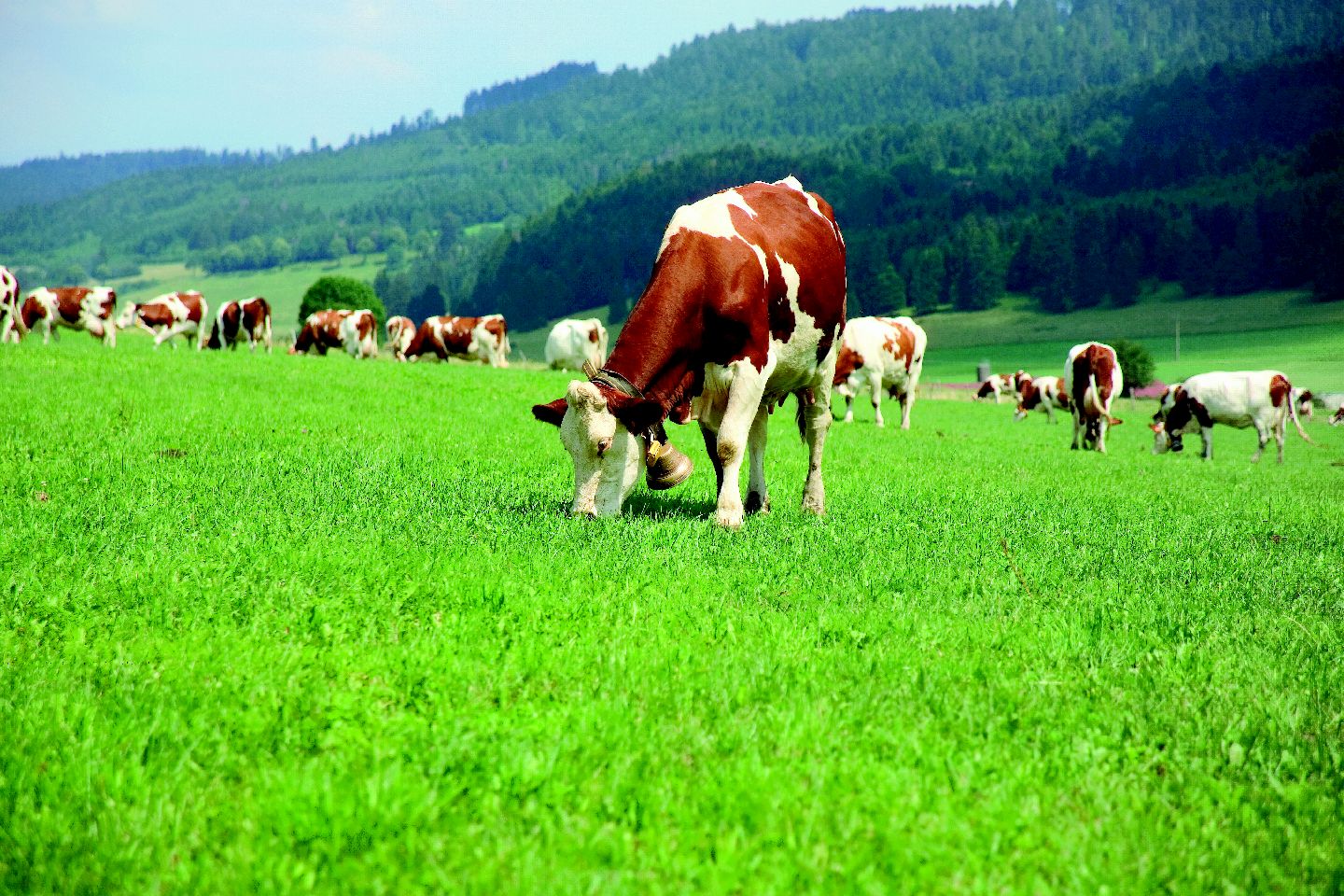 EMMENTAL GRAND CRU LABEL ROUGE: Votre santé