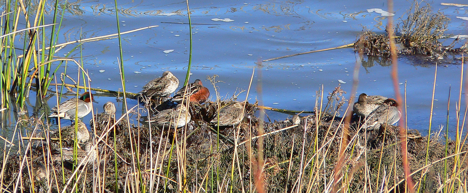 BIRDING THE CENTRAL COAST: BRANT HUNTING ON MORRO BAY BEGINS NOV. 8