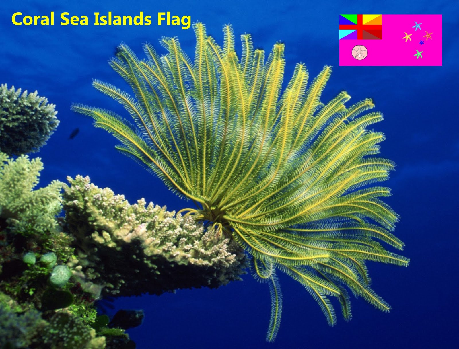The Voice of Vexillology, Flags & Heraldry: Coral Sea Islands Flag