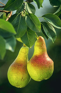 Khabarkini: Khasiat Buah Pear