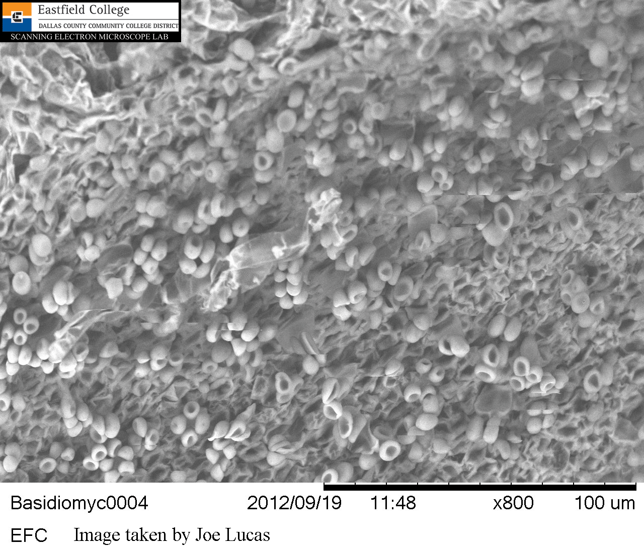 Scanning Electron Microscope Blog: Fungi - Images for Eastfield College ...