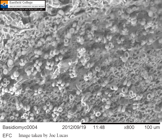 Scanning Electron Microscope Blog: April 2013