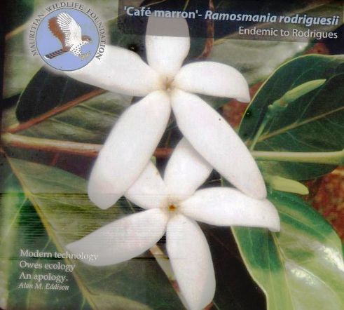 Rodrigues via Mauritius: Café marron....Ramosmania rodriguesii