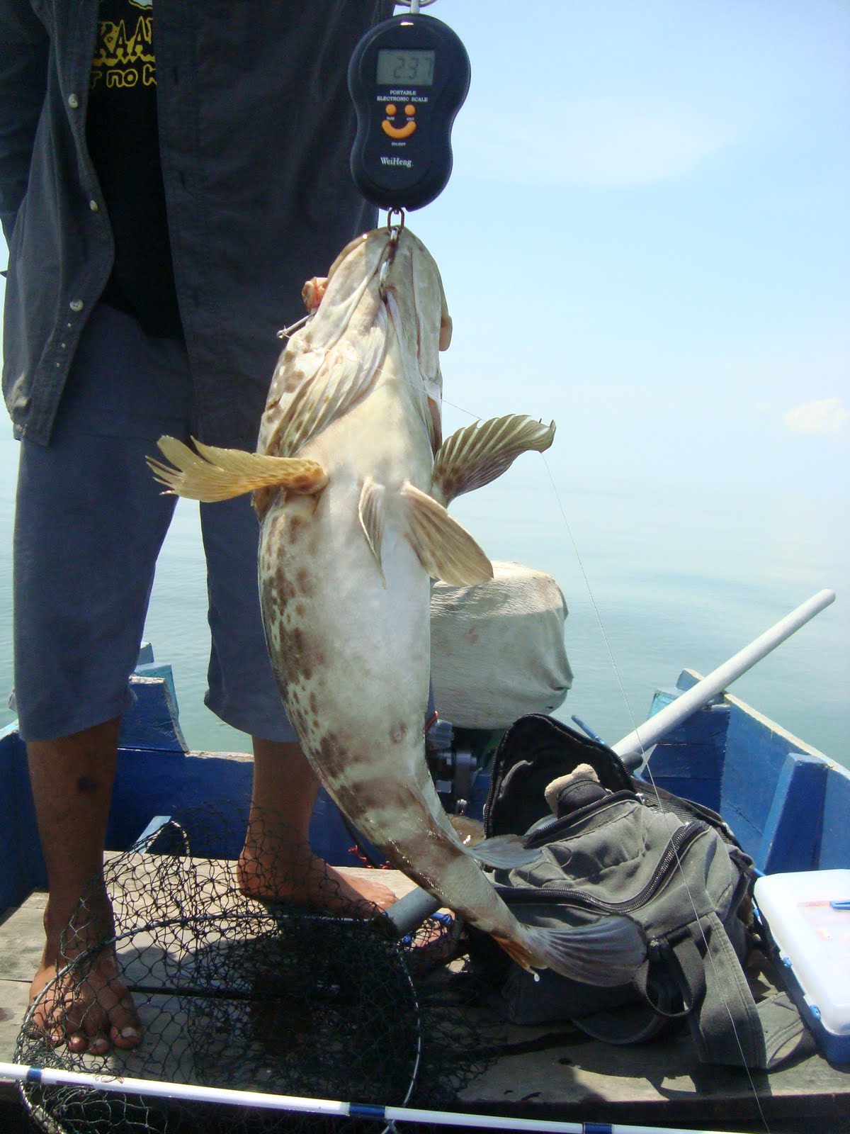 20+ Gambar Ikan Utik, Koleksi Kekinian!