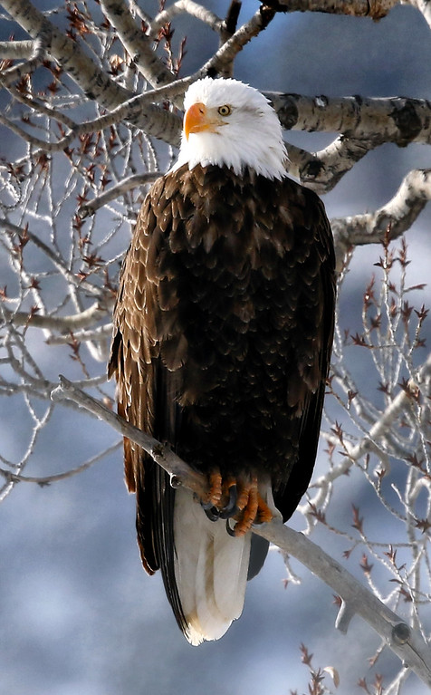 40+ Most Re pinned Birds On Pinterest - UltimateRepins