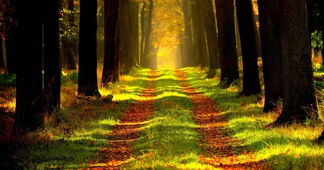 TECNOENSEÑANDO: Wonderful Collages About Wood