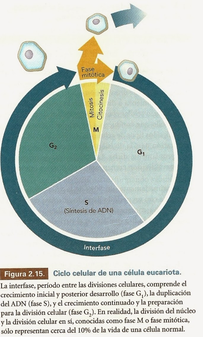 Cuales Son Las 5 Fases Del Ciclo Celular Compartir Celular