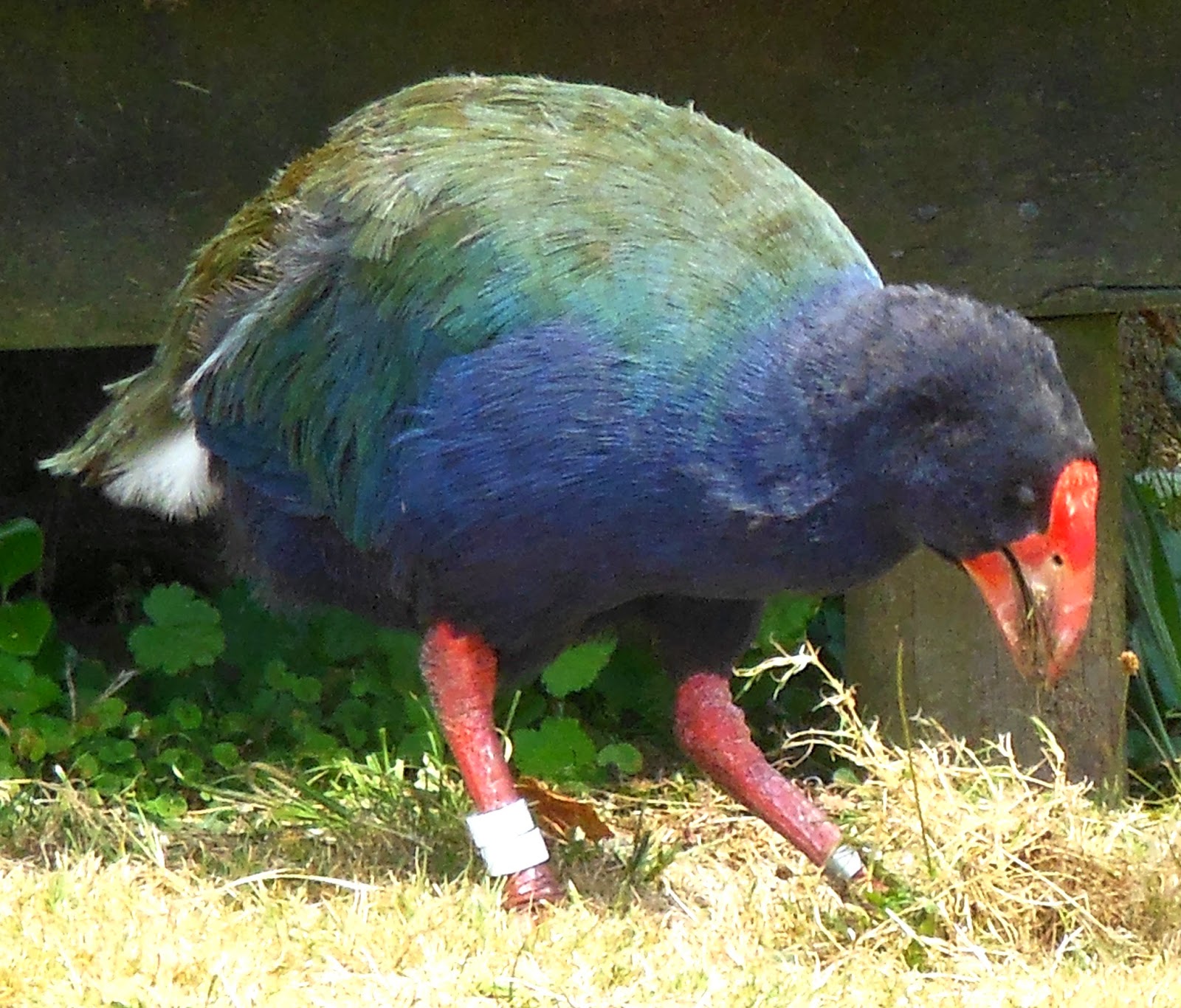 l'avventura grande: Goodbye (for now) New Zealand