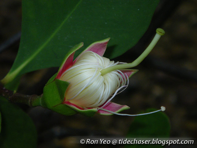 tHE tiDE cHAsER: Perepat (Sonneratia alba)