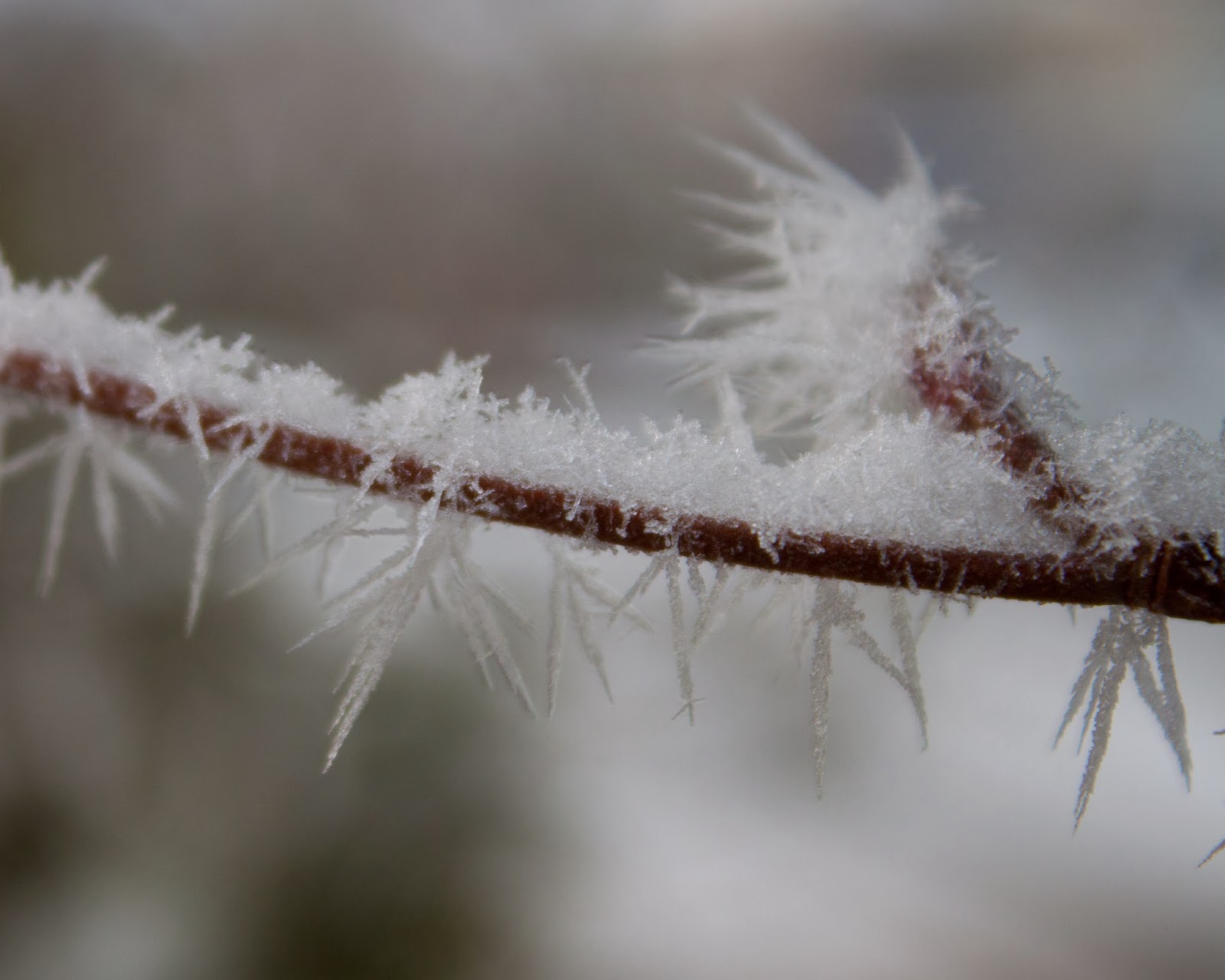 Helen Fern Original Photography: Winter